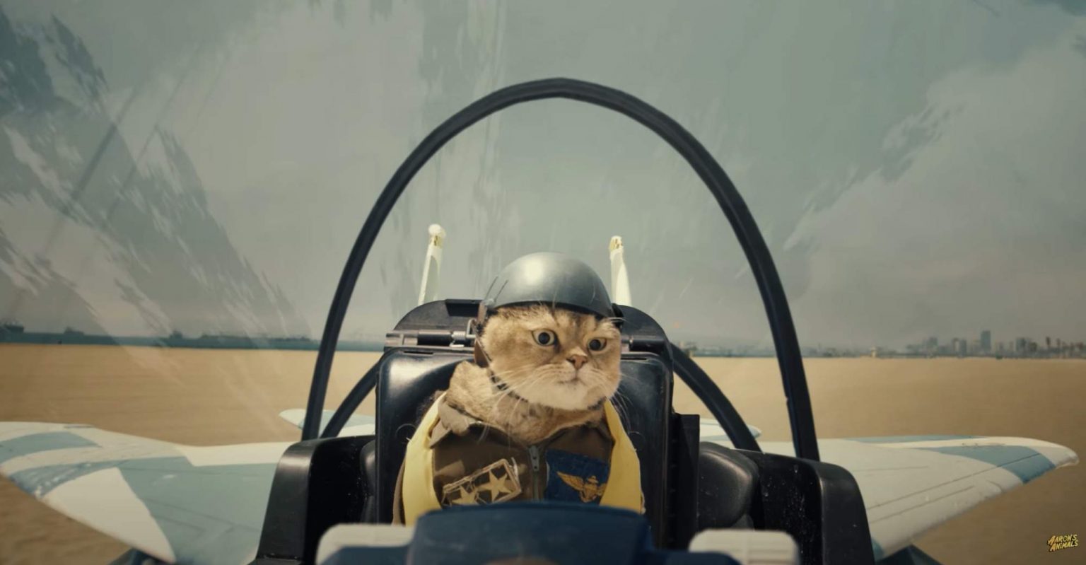 Aaron’s Animals Shoots and Grades Video Series With Blackmagic Design ...