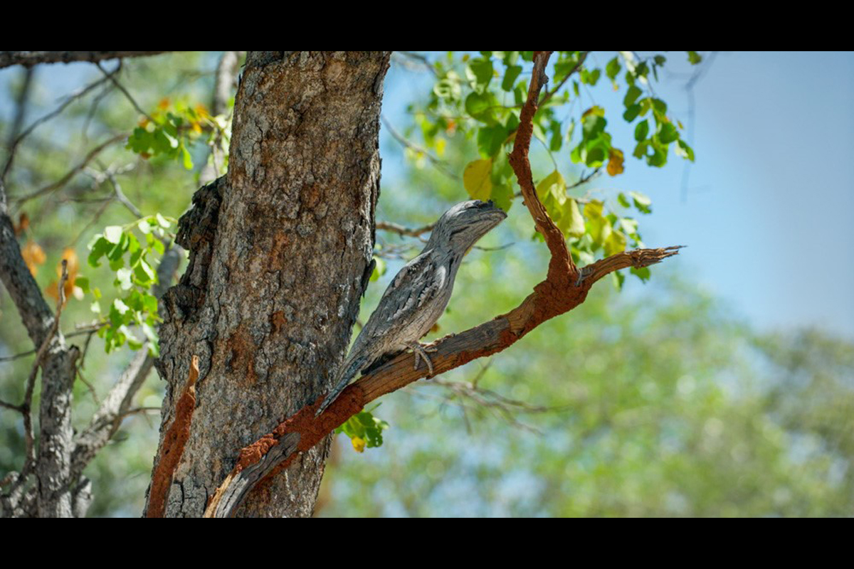 Studio Goose Brings 'Country Is Calling' Campaign To Life with DaVinci Resolve Studio and ...