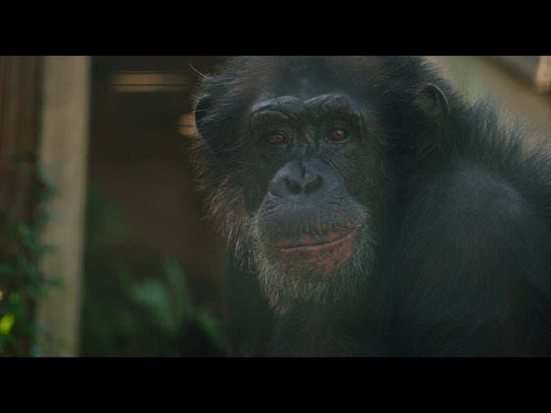 Blackmagic Cameras Shine in "Chimp Crazy" Docuseries